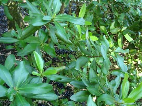 Buy Florida Friendly Plants - Largo and St. Petersburg