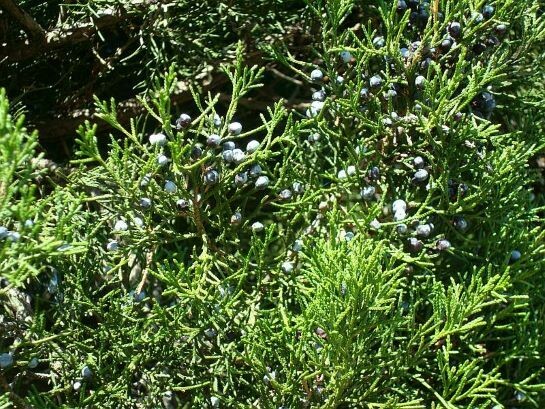 Buy Florida Friendly Plants - Largo and St. Petersburg