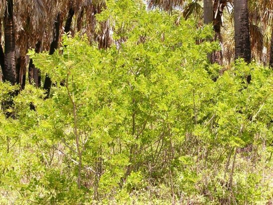 Buy Florida Friendly Plants - Largo and St. Petersburg