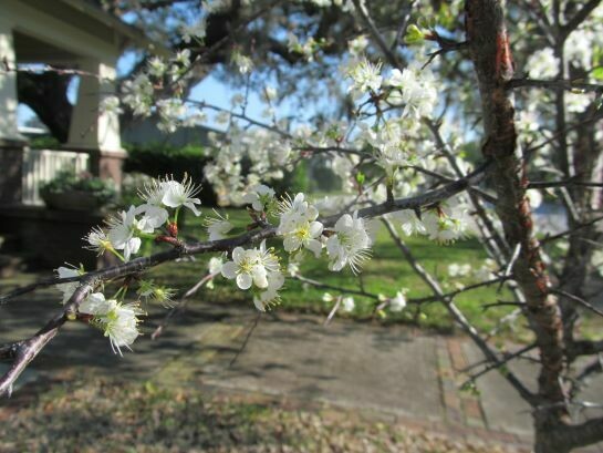 Buy Florida Friendly Plants - Largo and St. Petersburg