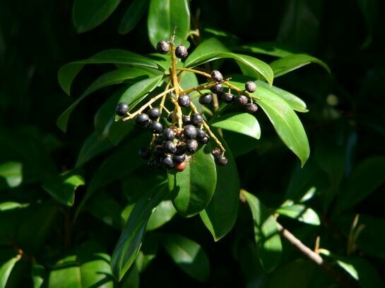 Buy Florida Friendly Plants - Largo and St. Petersburg