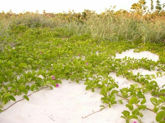 Railroad Vine for Sale - Largo and St. Petersburg | Buy Florida ...