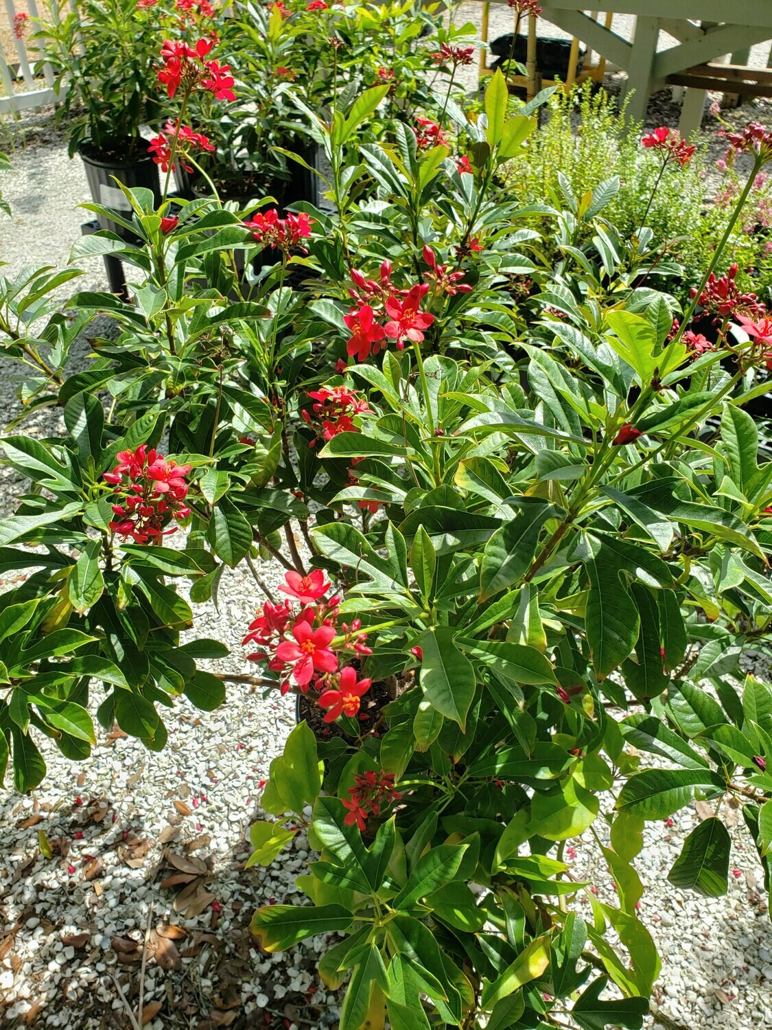 Buy Florida Friendly Plants - Largo and St. Petersburg