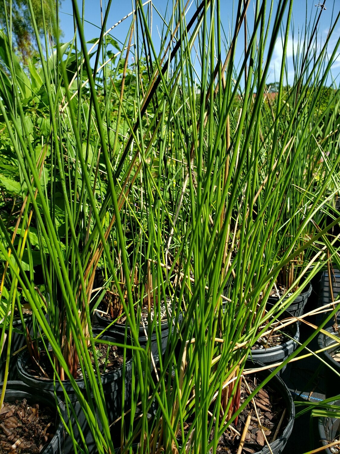 Buy Florida Friendly Plants - Largo and St. Petersburg