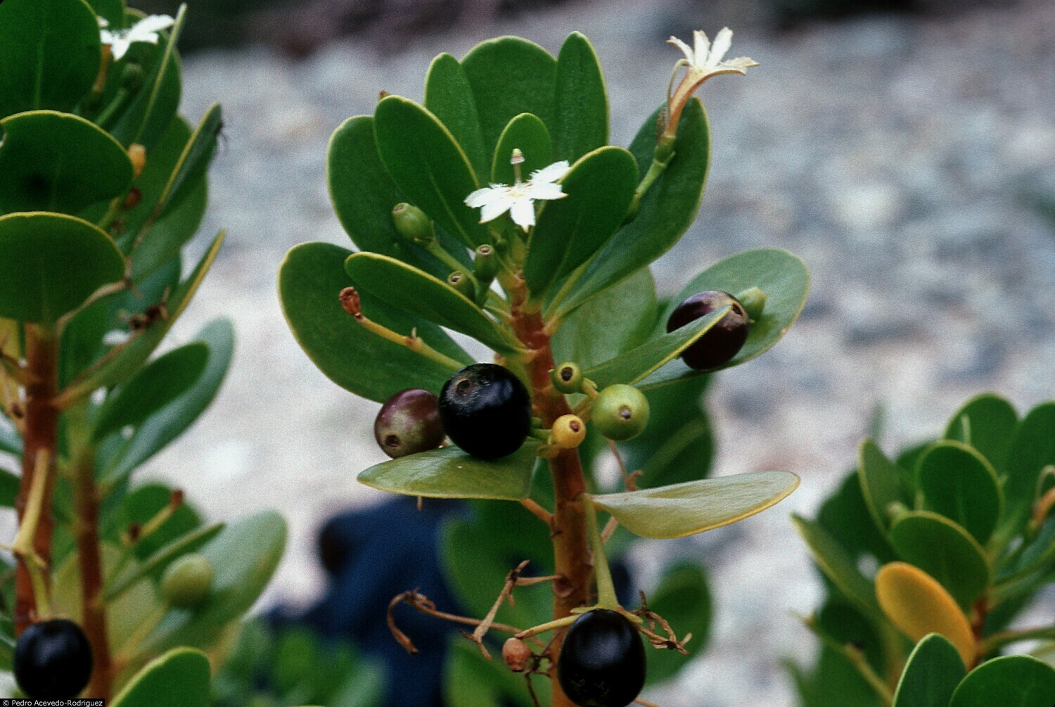 Buy Florida Friendly Plants - Largo and St. Petersburg