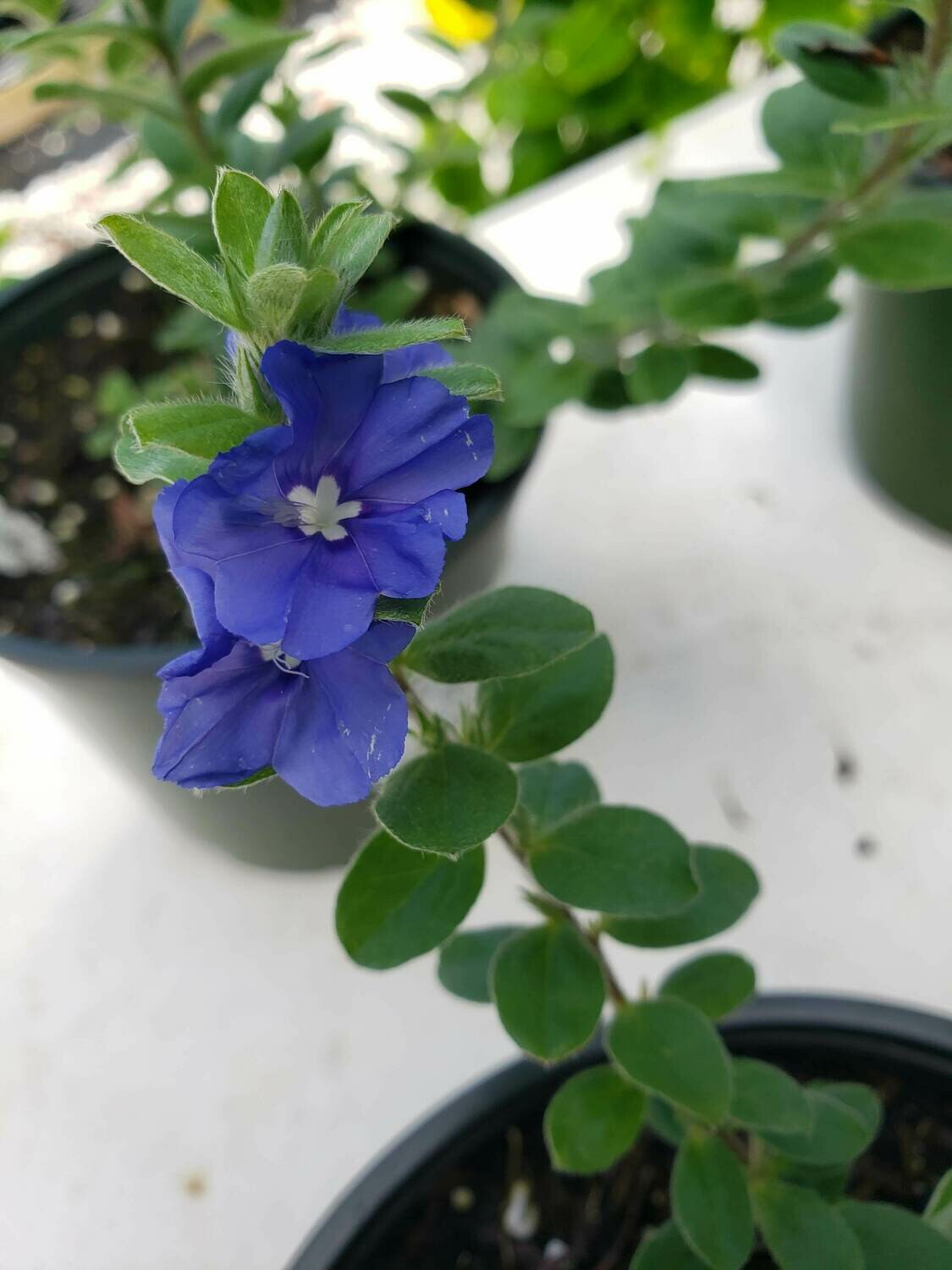 Buy Florida Friendly Plants - Largo and St. Petersburg