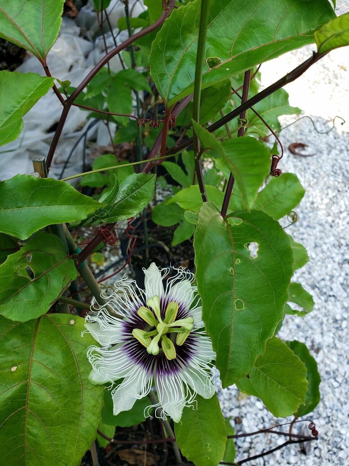 Purple Possum Passionvine (Edible) | Buy Florida Friendly Plants ...