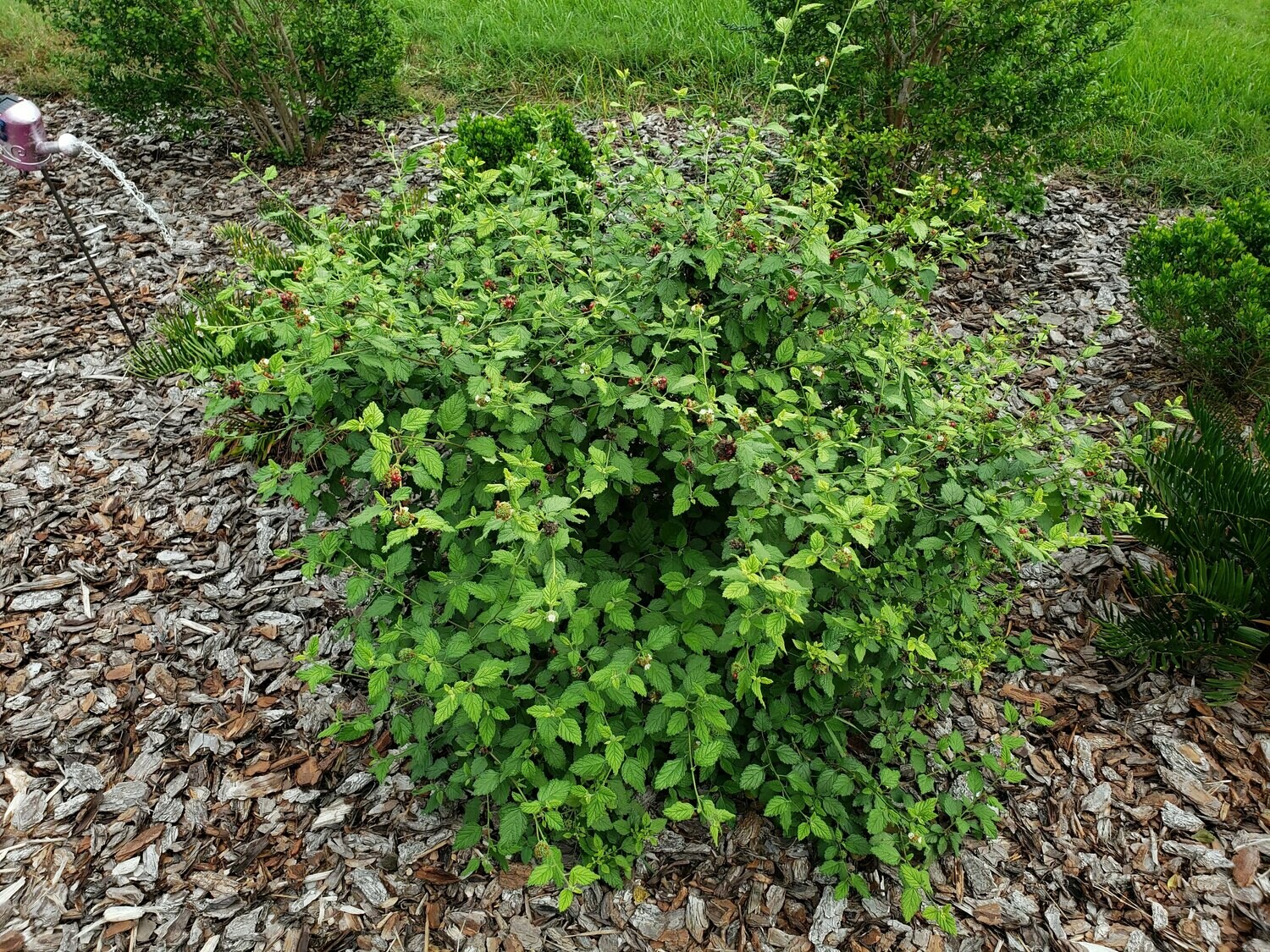 Buy Florida Friendly Plants - Largo and St. Petersburg