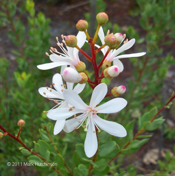 Buy Florida Friendly Plants - Largo and St. Petersburg