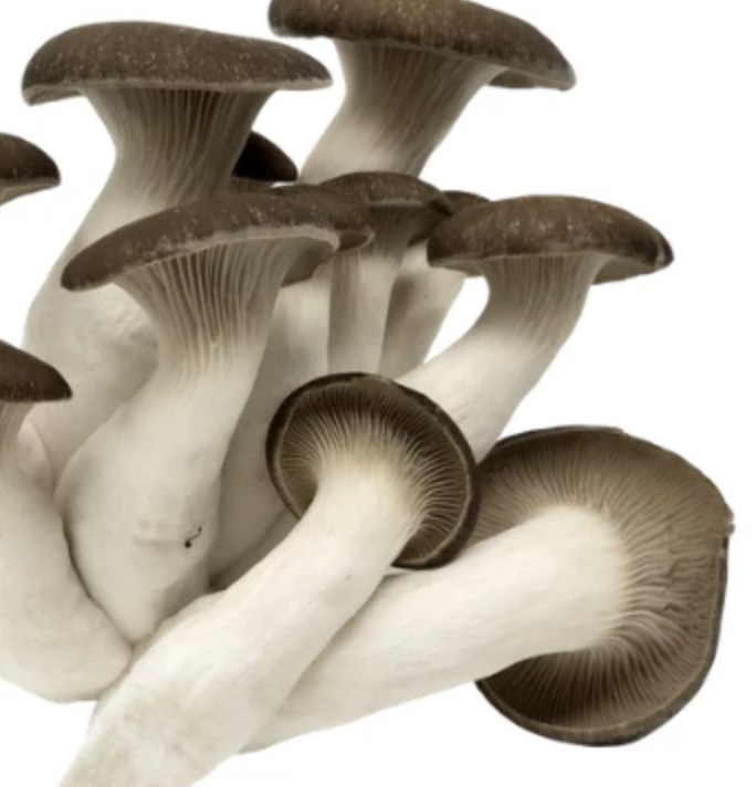 King Oyster Mushrooms - Vitruvian Farms