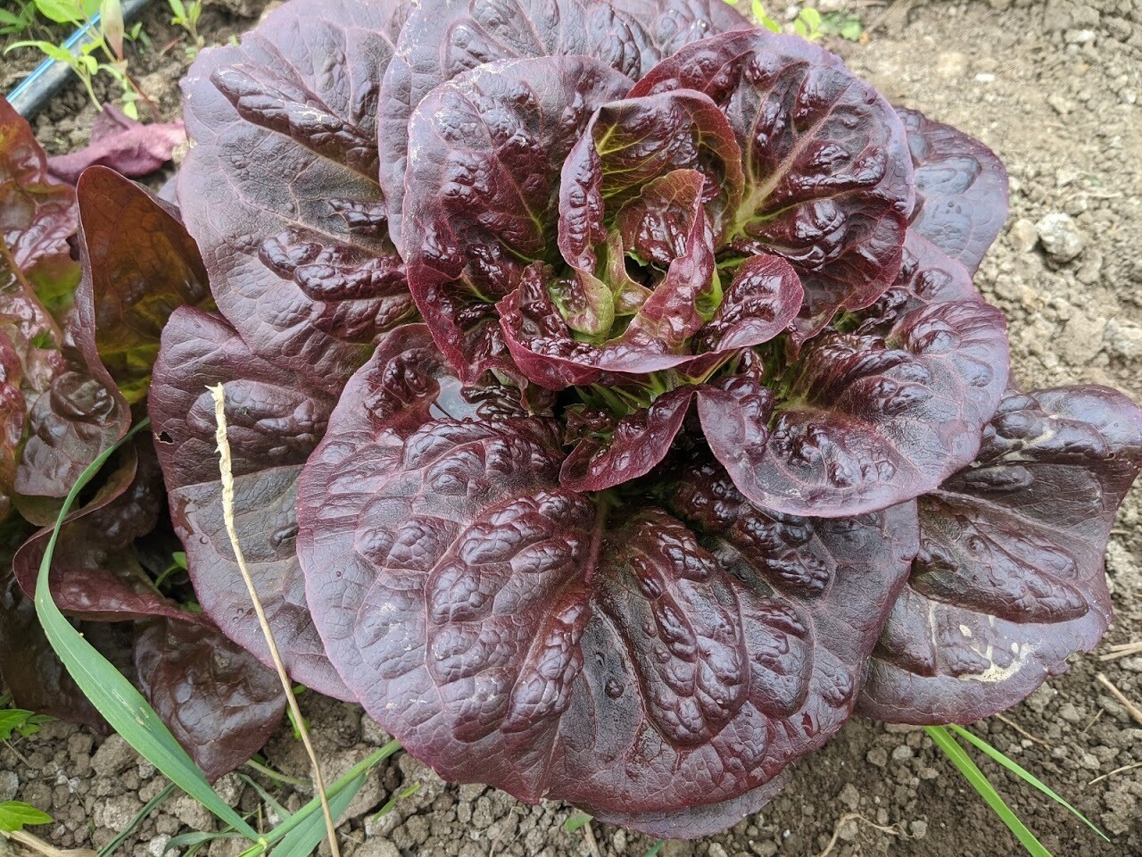 Gem Lettuce