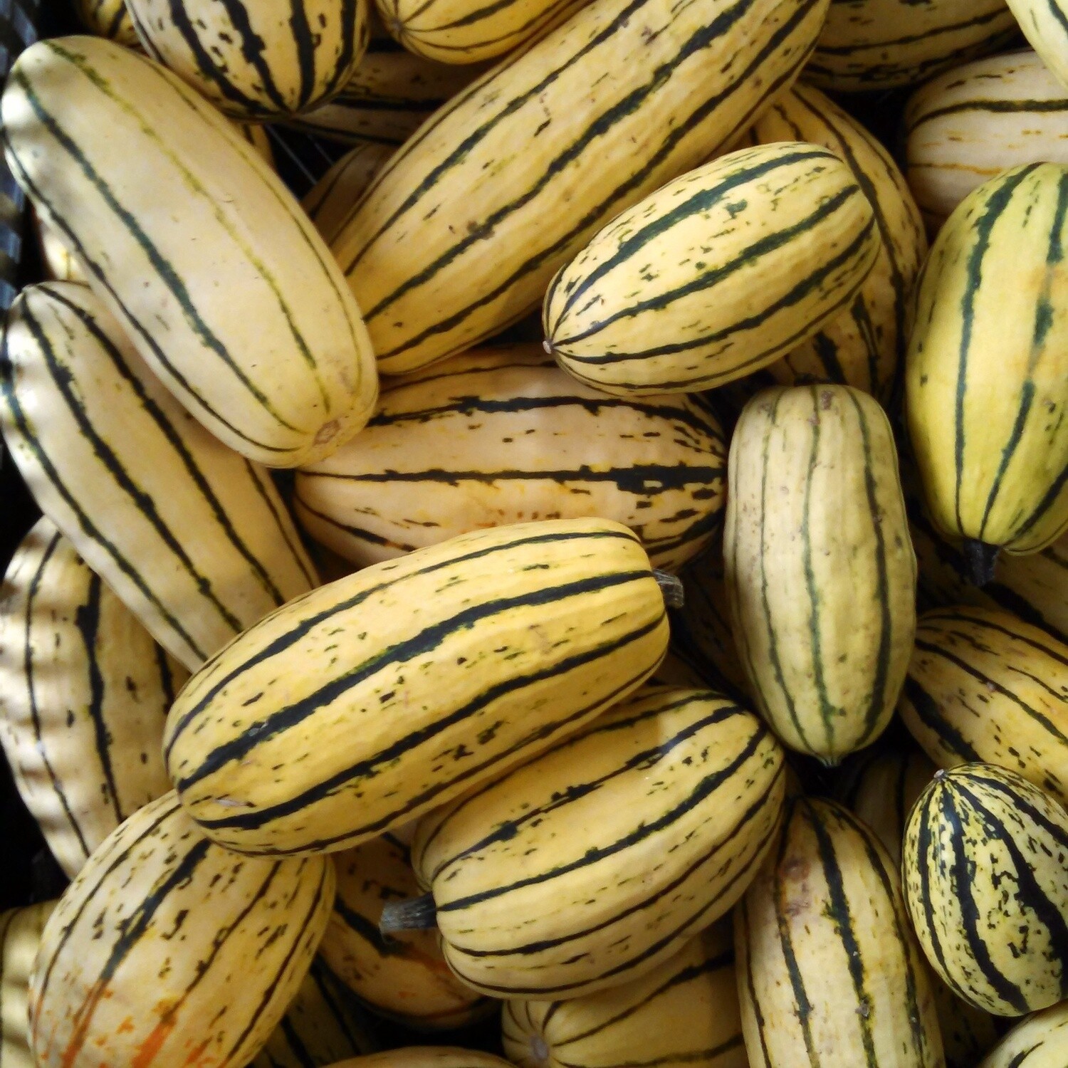 Koginut Squash