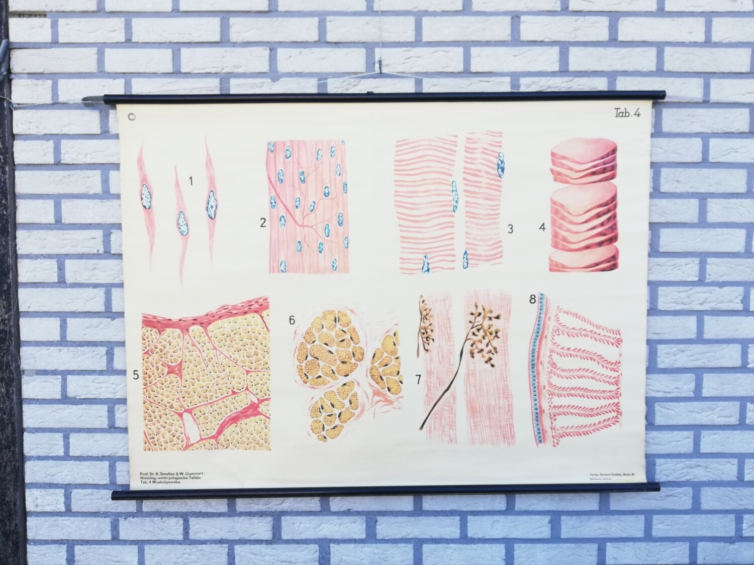 Schoolplaat -het spierweefsel