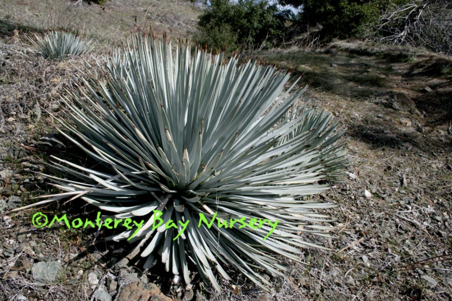 MBN 1Gal Yucca whipplei – Store – The Plant Foundry