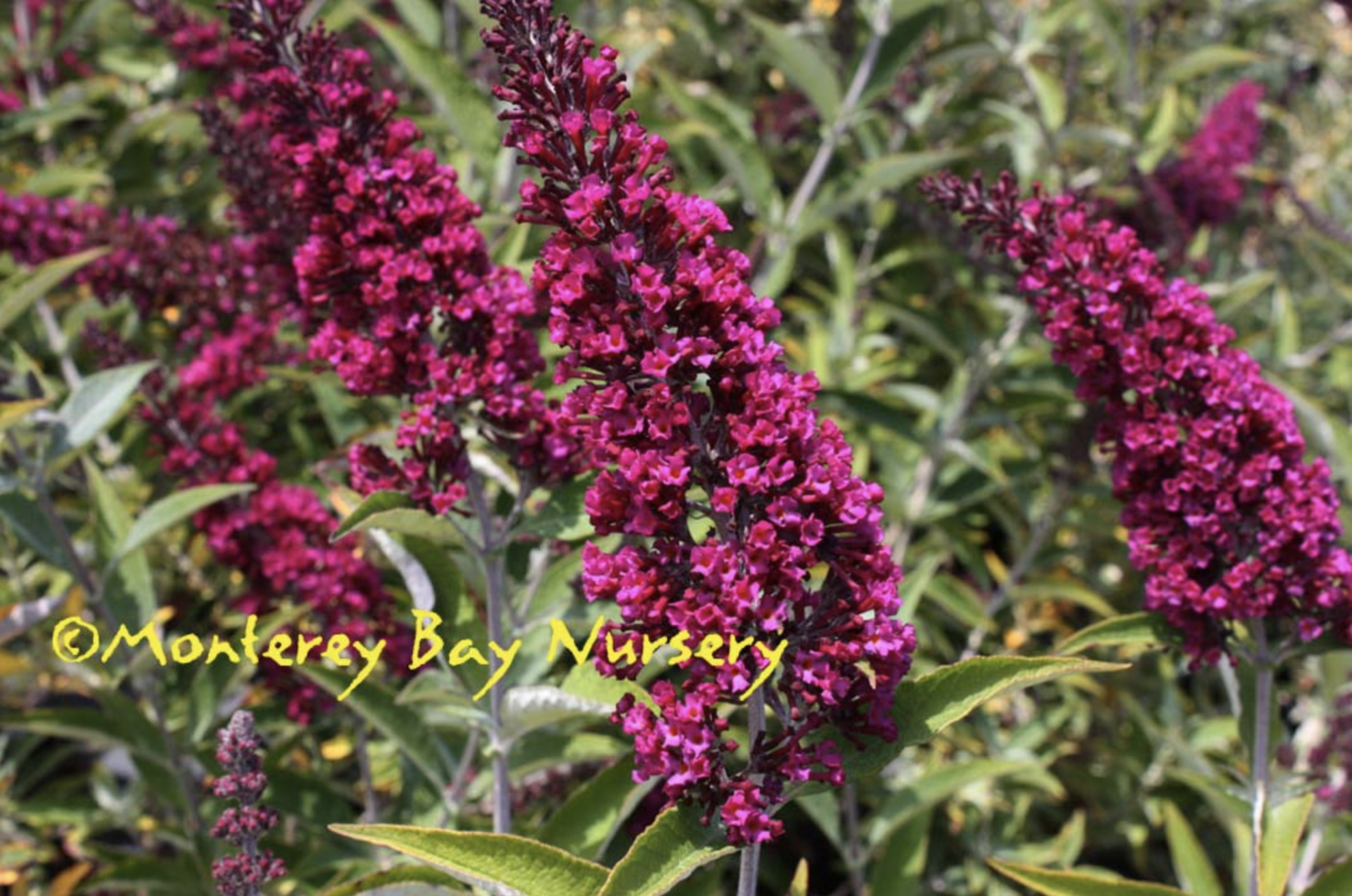 MBN 5Gal Buddleia ‘Buzz Velvet’ – Store – The Plant Foundry