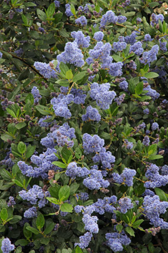 Suncrest 5Gal Ceanothus ‘Ray Hartman’ – Store – The Plant Foundry