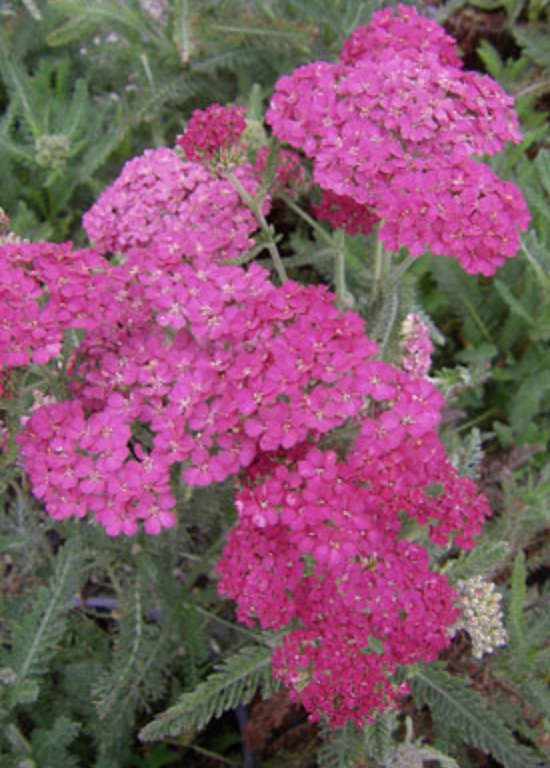 Suncrest 1Gal Achillea millefolium ‘Rosa Maria’ – Store – The Plant Foundry