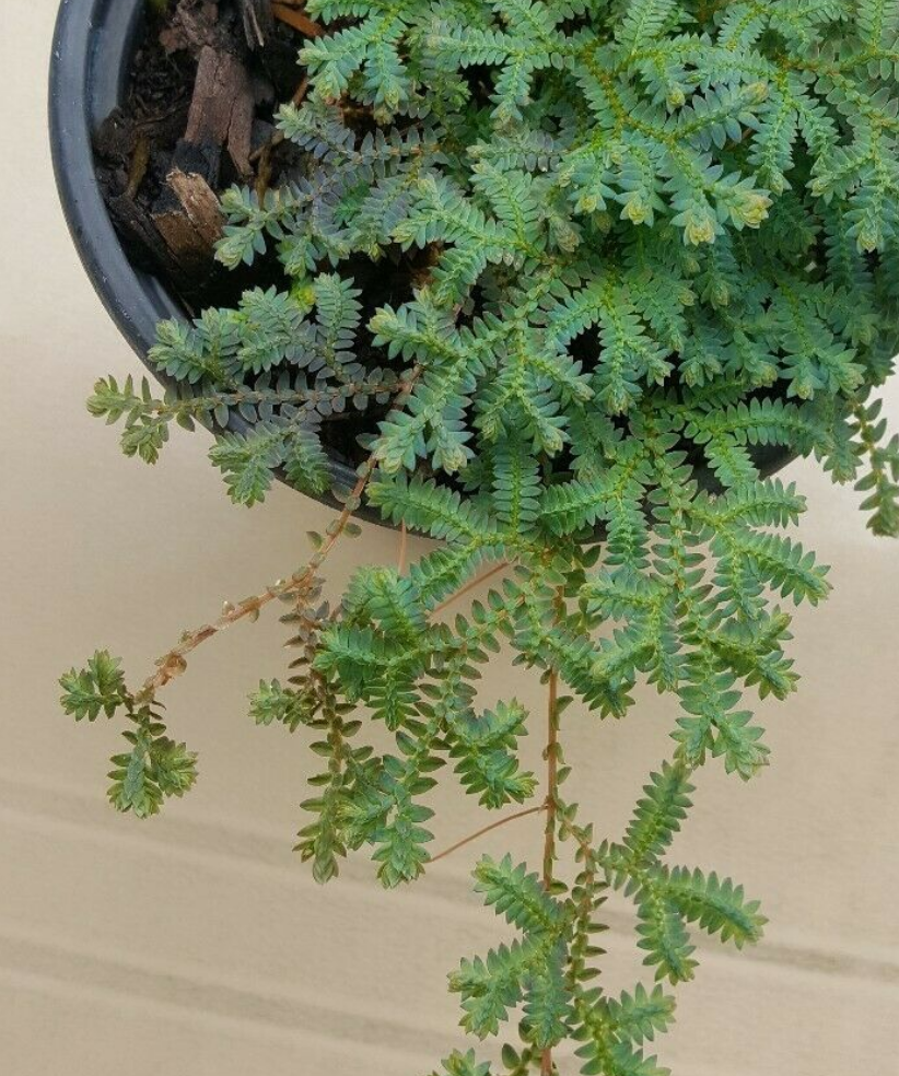 LAT 4" Fern Peacock – Store – The Plant Foundry