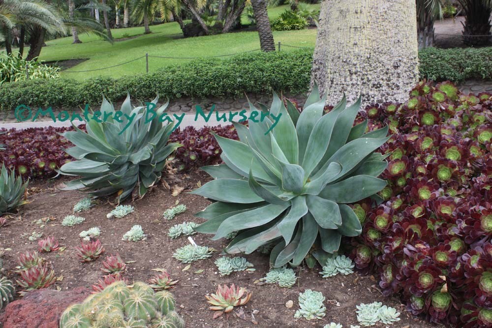 MBN 1Gal Agave ‘Blue Flame’ – Store – The Plant Foundry