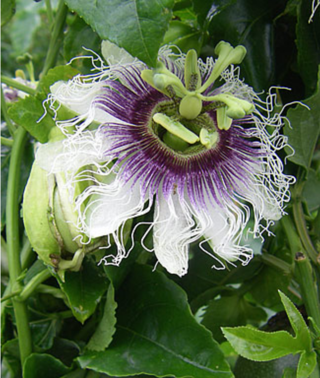 Suncrest 1Gal Passiflora edulis ‘Frederick’ – Store – The Plant Foundry