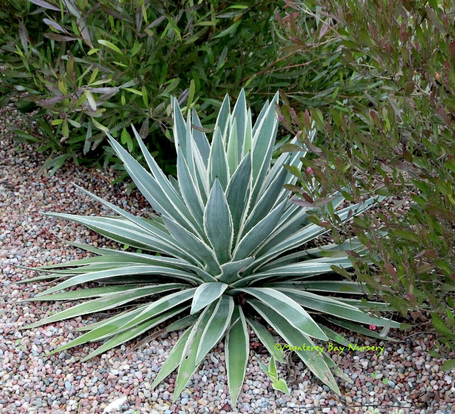 MBN 1Gal Agave angustifolia ‘Marginata’ – Store – The Plant Foundry