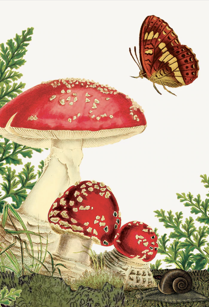 Pfd Mushroom Mini Card Mi Mush Store The Plant Foundry