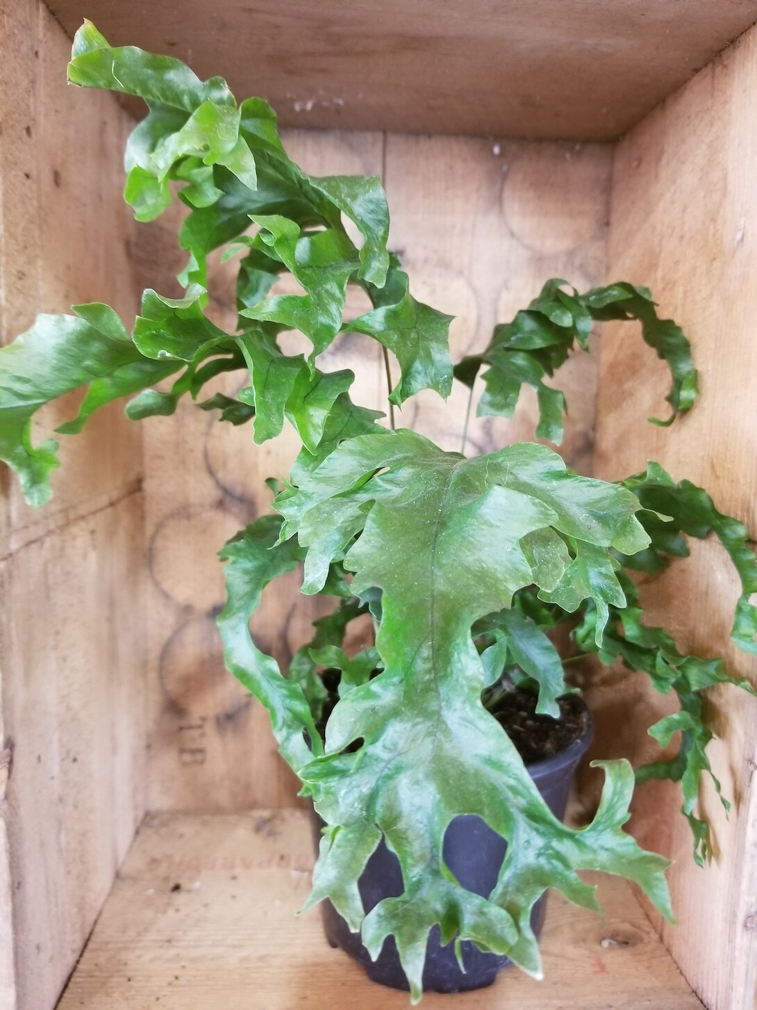 Fern Nicholas Diamond 6'' pot 10”H