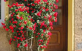 Rosa 'Cherry Frost' Climbing 3 gal.