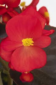 Begonia Cocktail 4 Pack - Vodka Red