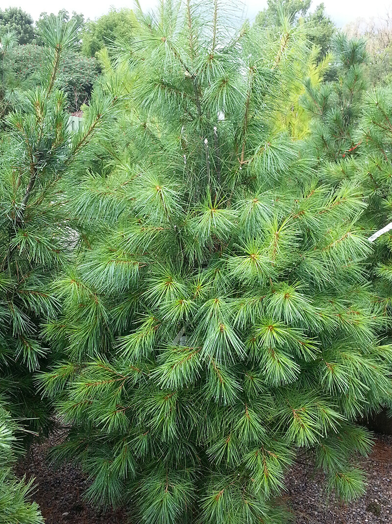 Pinus strobus 5-6 ft white pine