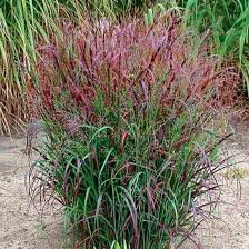 PANICUM VIRGATUM `RUBY RIBBONS` 2 gal.