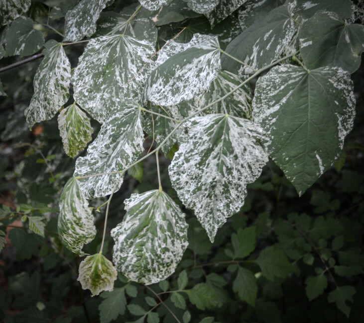 Cercis canadensis 'Alley Cat' 15 gal