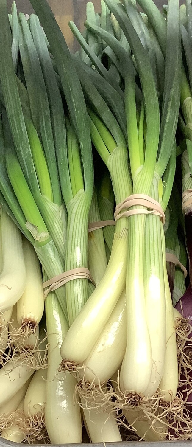 Organic White Scallions
