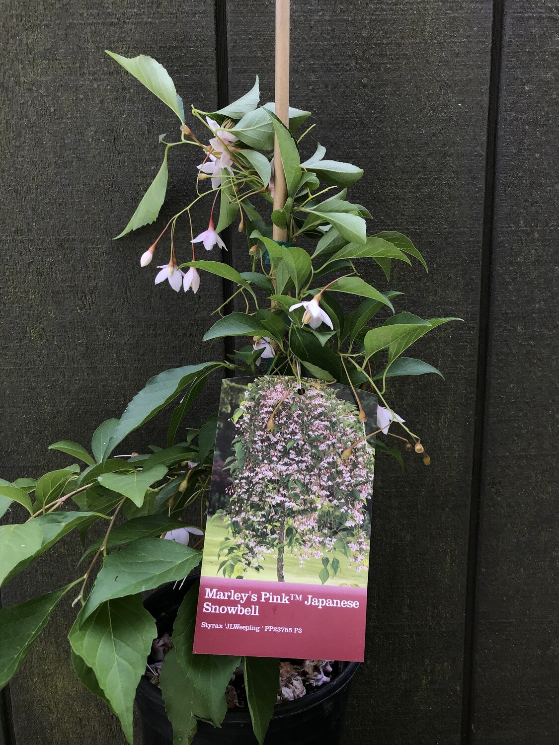 Weeping Japanese Snowbell, Styrax japonicus 'Weeping' Marley's Pink 1 Gal