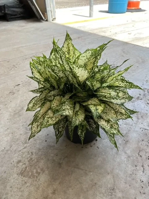 Aglaonema Spring Snow 10" Pot; Height 14-20", Nice