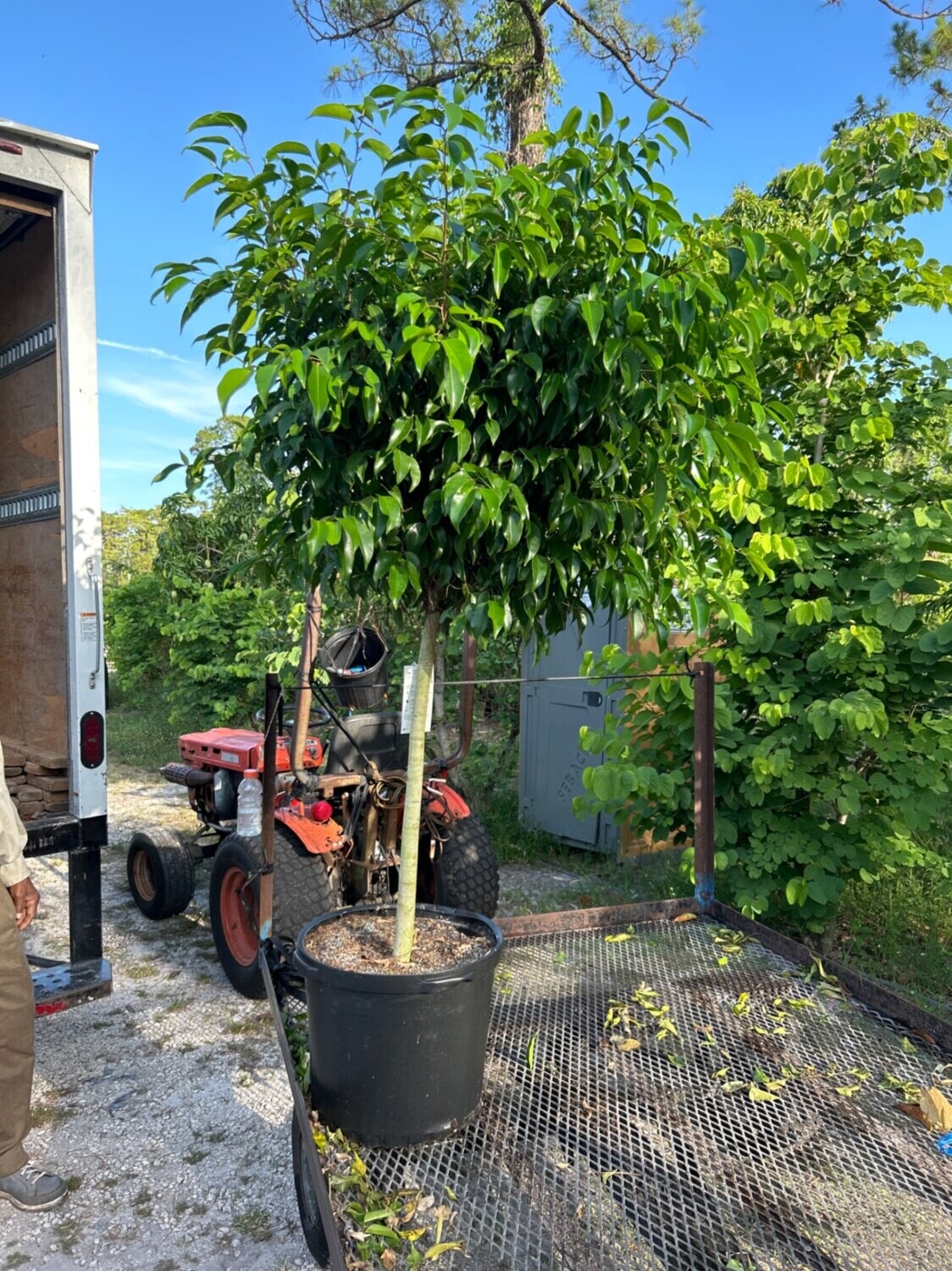 Ficus Mini Amstel Standard 17" Pot; Height 7-8', Full, Nice