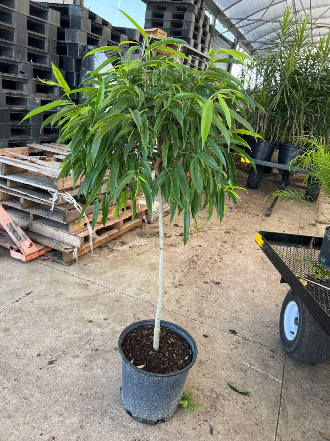 Ficus Alii Standard 14" Pot; Height 5-5.5'