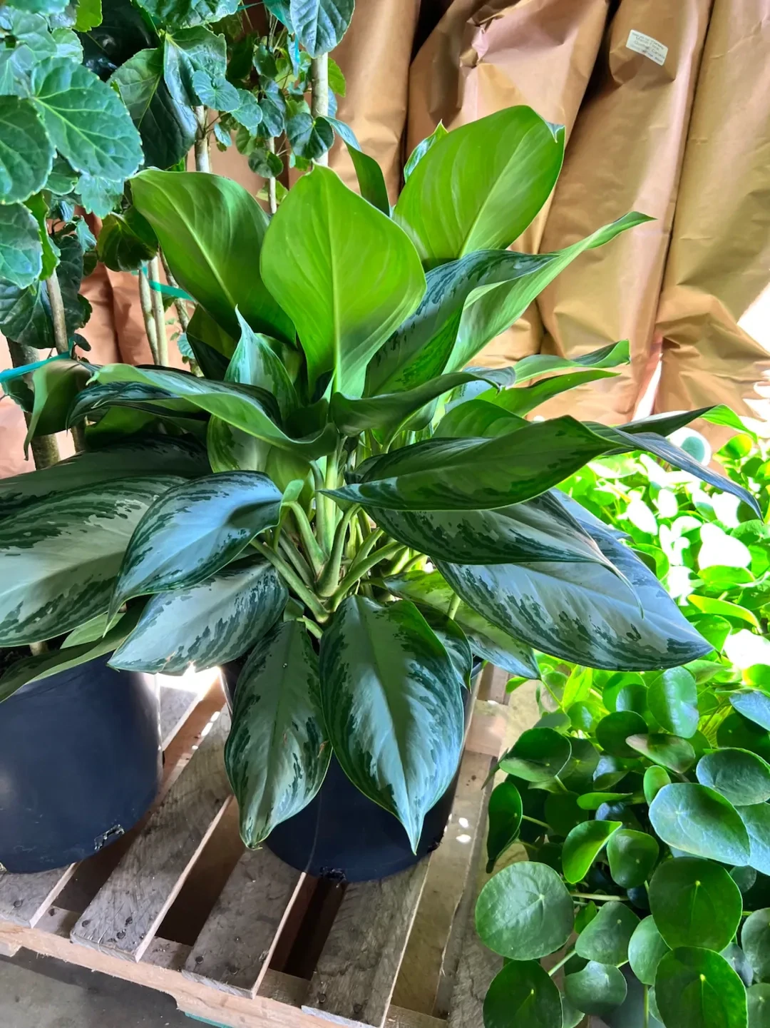 Aglaonema