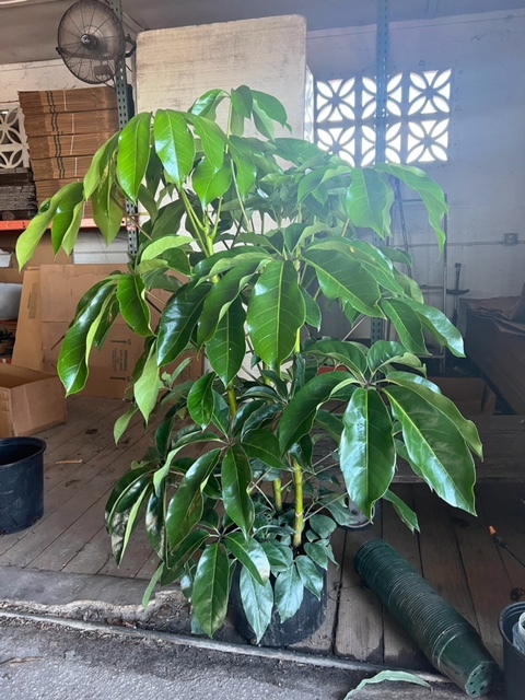 Schefflera