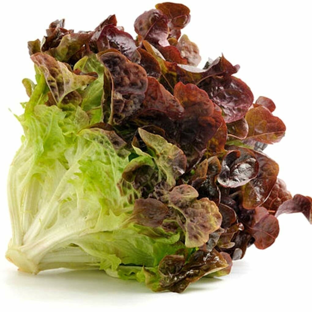 Red Leaf Lettuce - LOCAL