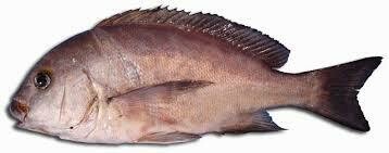 Pargo Mulato