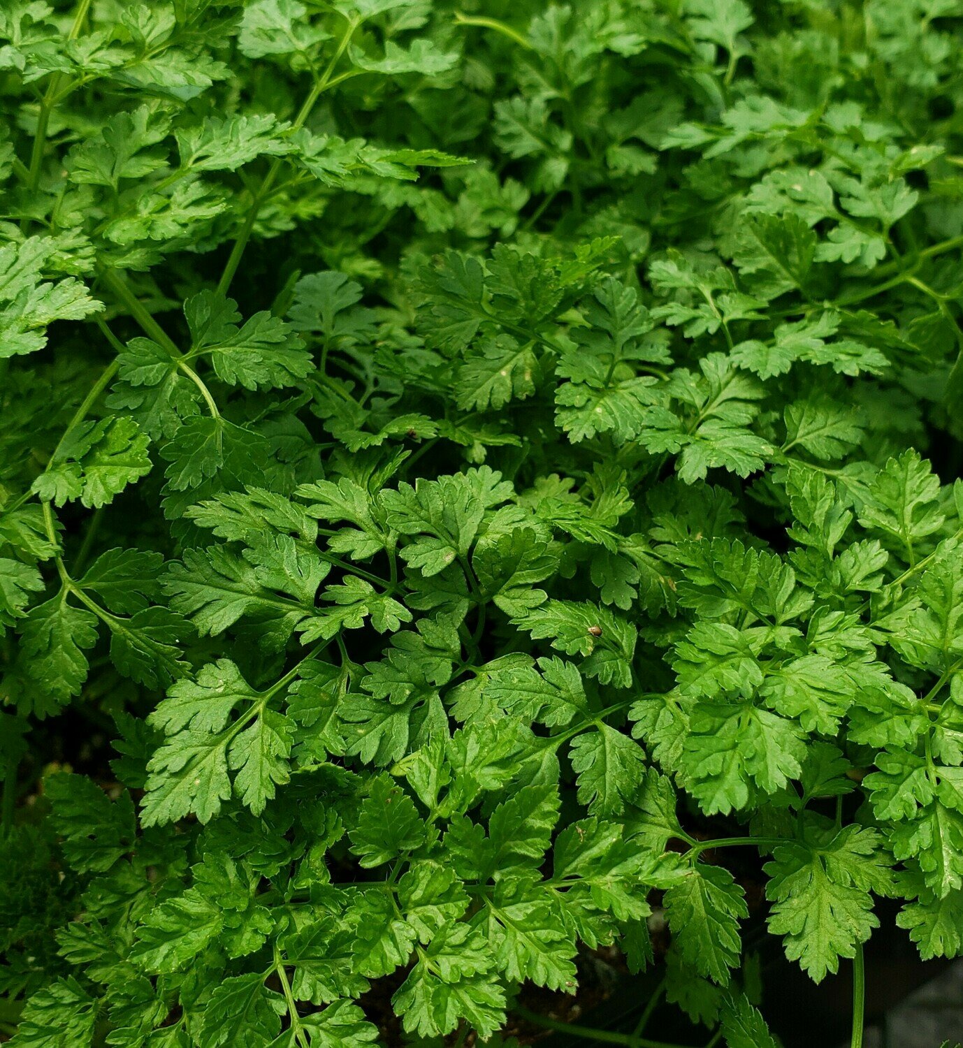 Chervil