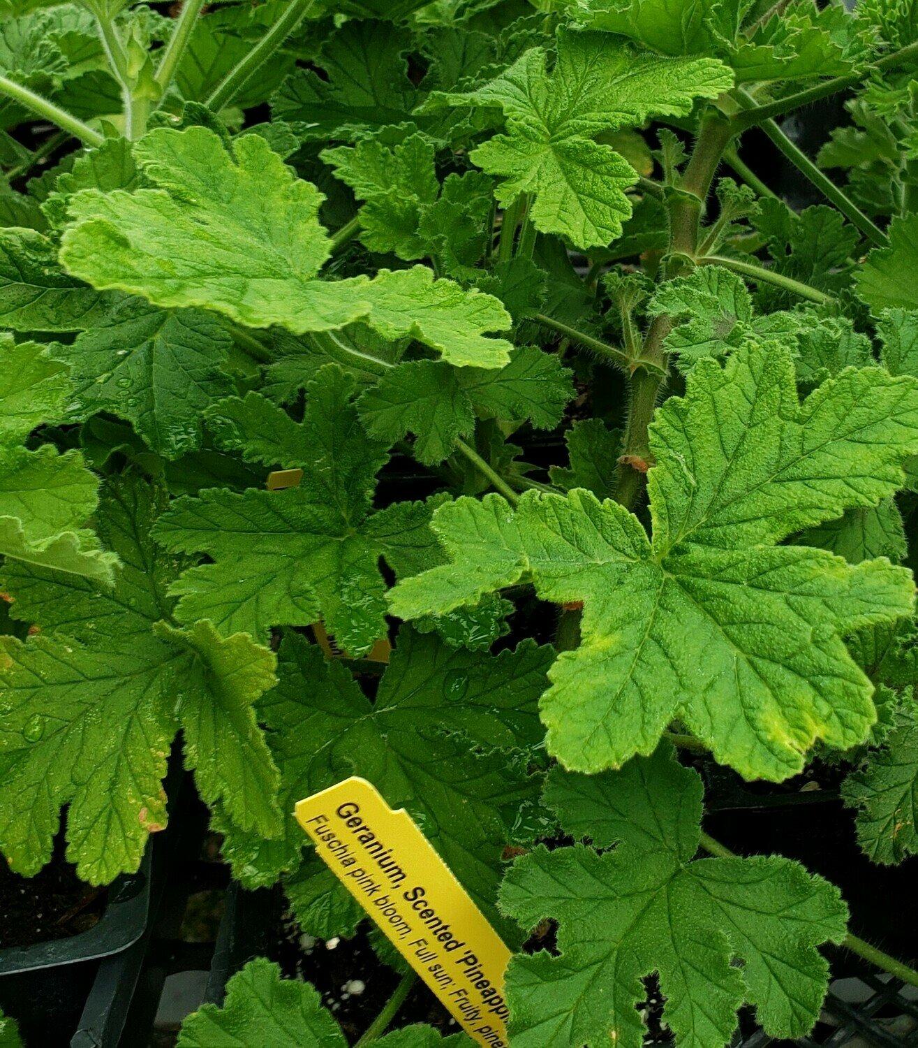 Scented Geranium, "Pineapple"