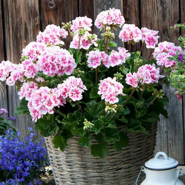 Geranium Moonlight Light Pink+Eye