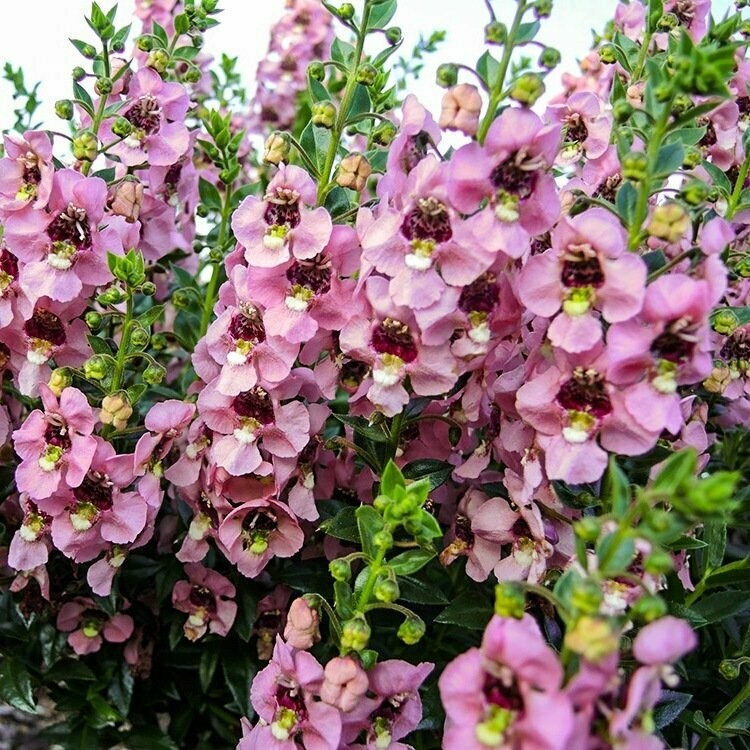 Angelonia Angelos Lavender Pink