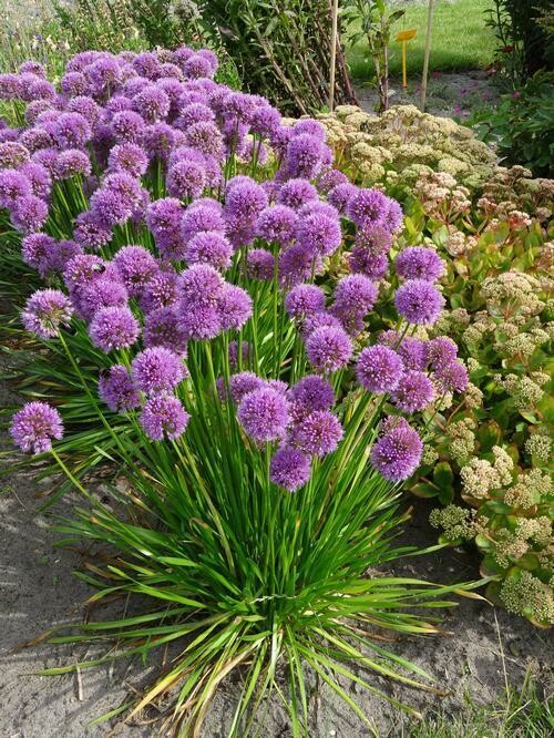 Allium Millenium