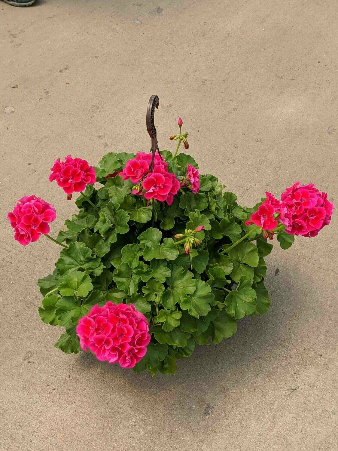 11" Sun Zonal Geranium