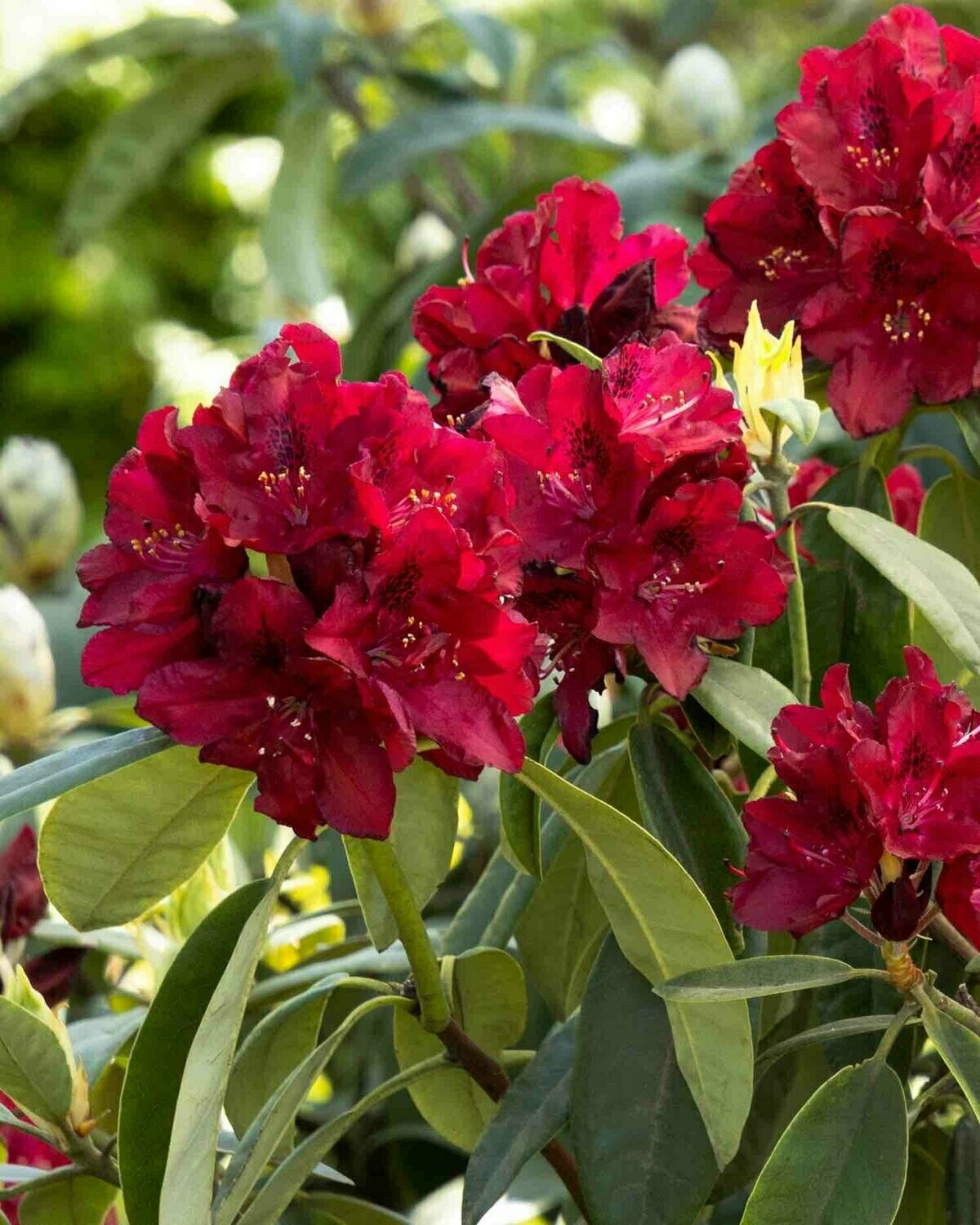 Rhododendron Red