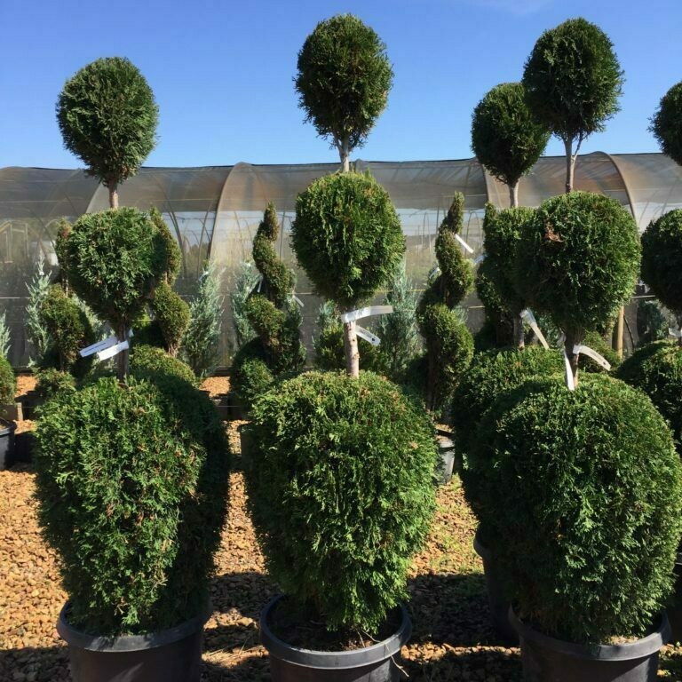 Arborvitae Emerald Green Poodle