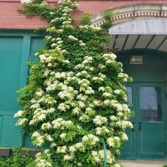 Hydrangea Climbing